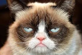 Grumpy Cat | Cats Wiki | Fandom