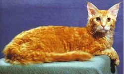 Rexed Coon | Cats Wiki | Fandom