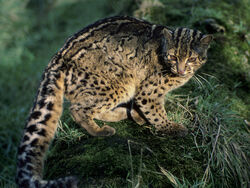Marbled Cat | Cats Wiki | Fandom