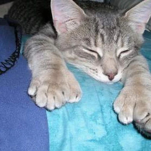 Cats With Seven Toes