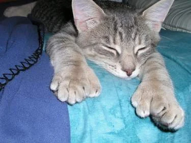 Polydactyl Tabby Cats