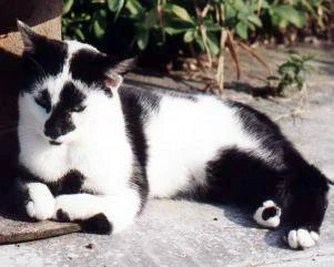 Squitten | Cats Wiki | Fandom