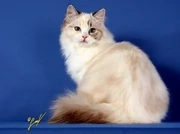 Torbie Point | Cats Wiki | Fandom