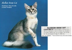 Alaskan Snow Cat | Cats Wiki | Fandom