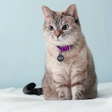 Nala Cat | Cats Wiki | Fandom