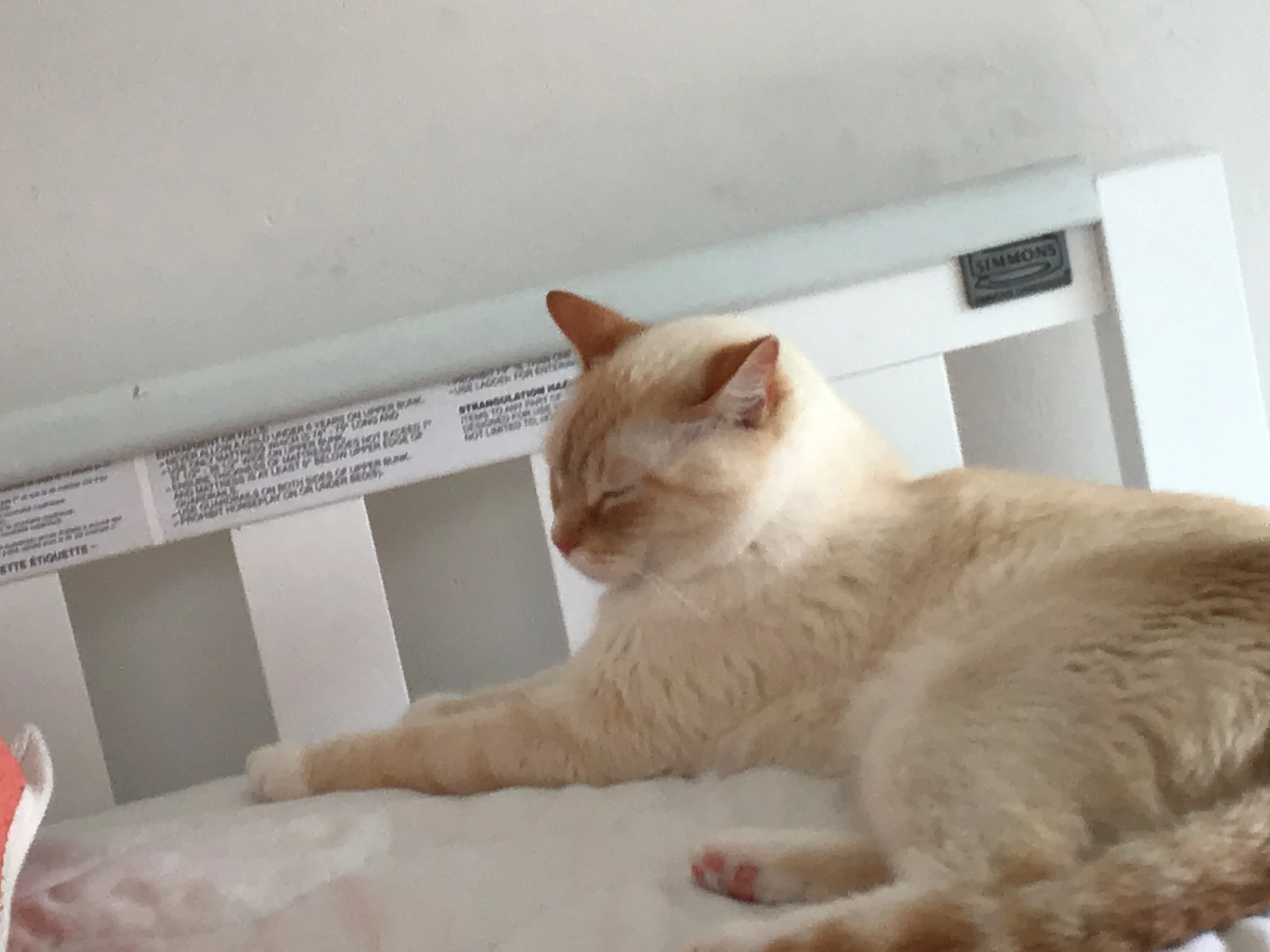 Orange Tabby Point Siamese