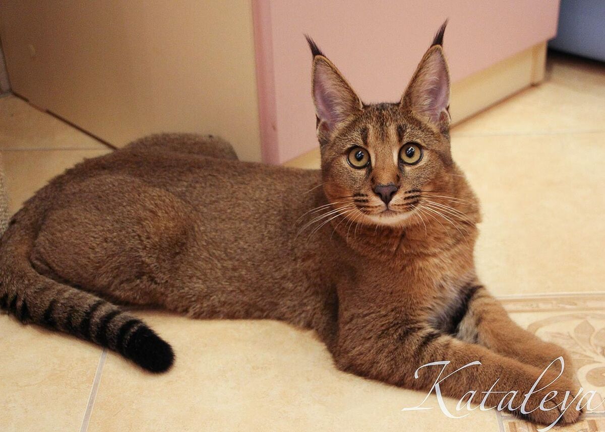 Caracat Cats Wiki Fandom