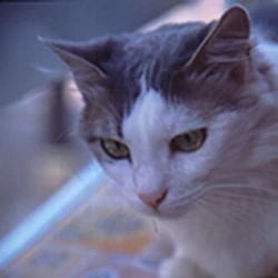 Alaskan Snow Cat Breed