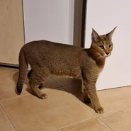 Caracat | Cats Wiki | Fandom