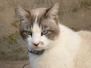 Snowshoe | Cats Wiki | Fandom