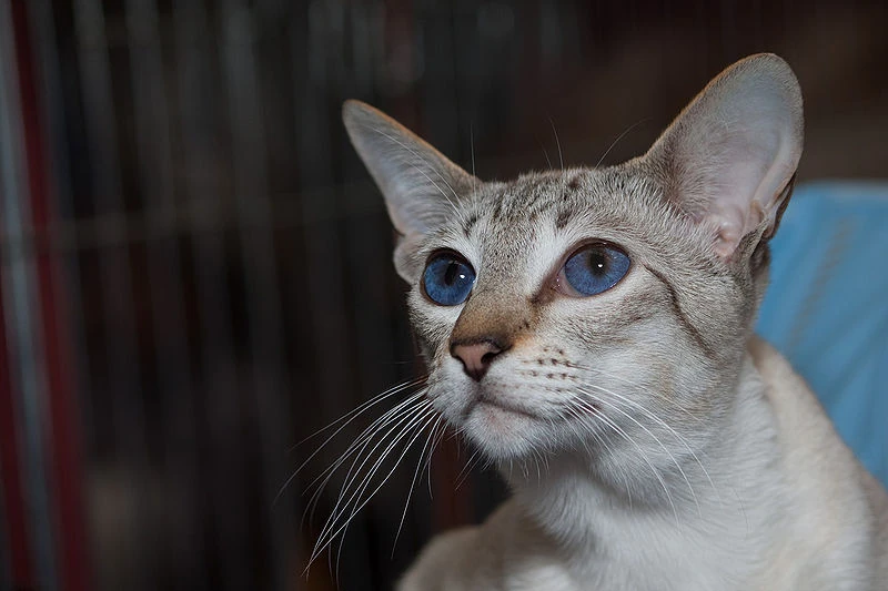 Traditional Siamese Shorthair | Cats Wiki | Fandom