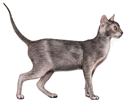 Lykoi | Cats Wiki | Fandom