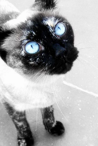 Siamese | Cats Wiki | Fandom