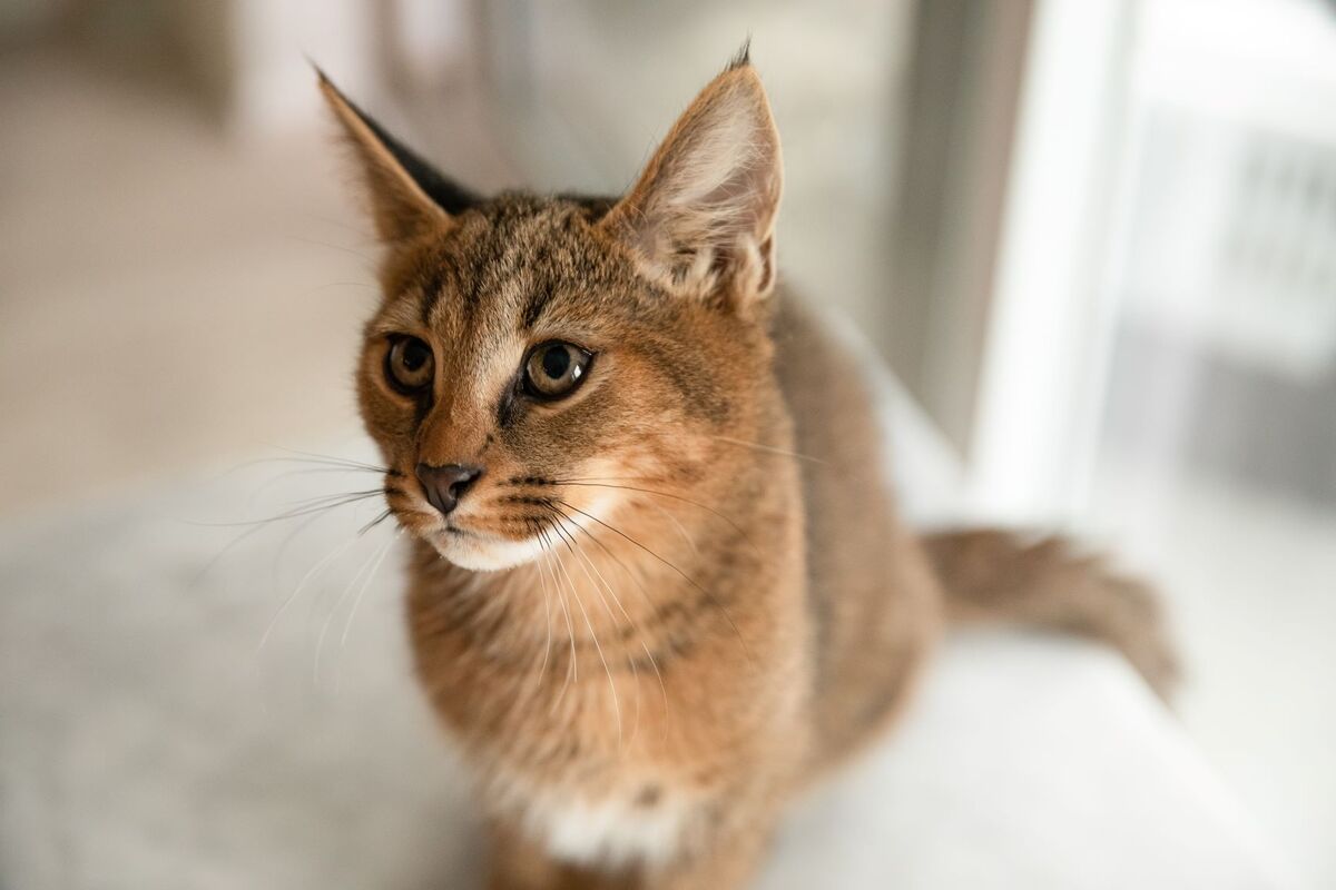 Floppa Cats Wiki Fandom