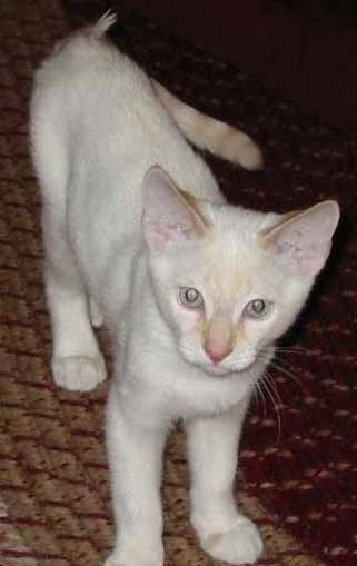 Red Point Siamese Kittens