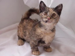 Skookum | Cats Wiki | Fandom