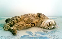 Purr | Cats Wiki | Fandom