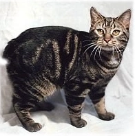 Manx | Cats Wiki | Fandom