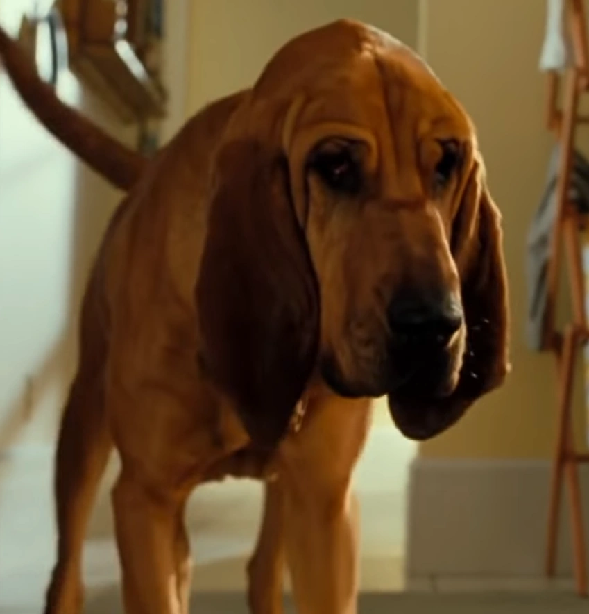 Buddy | Cats and Dogs Wiki | Fandom