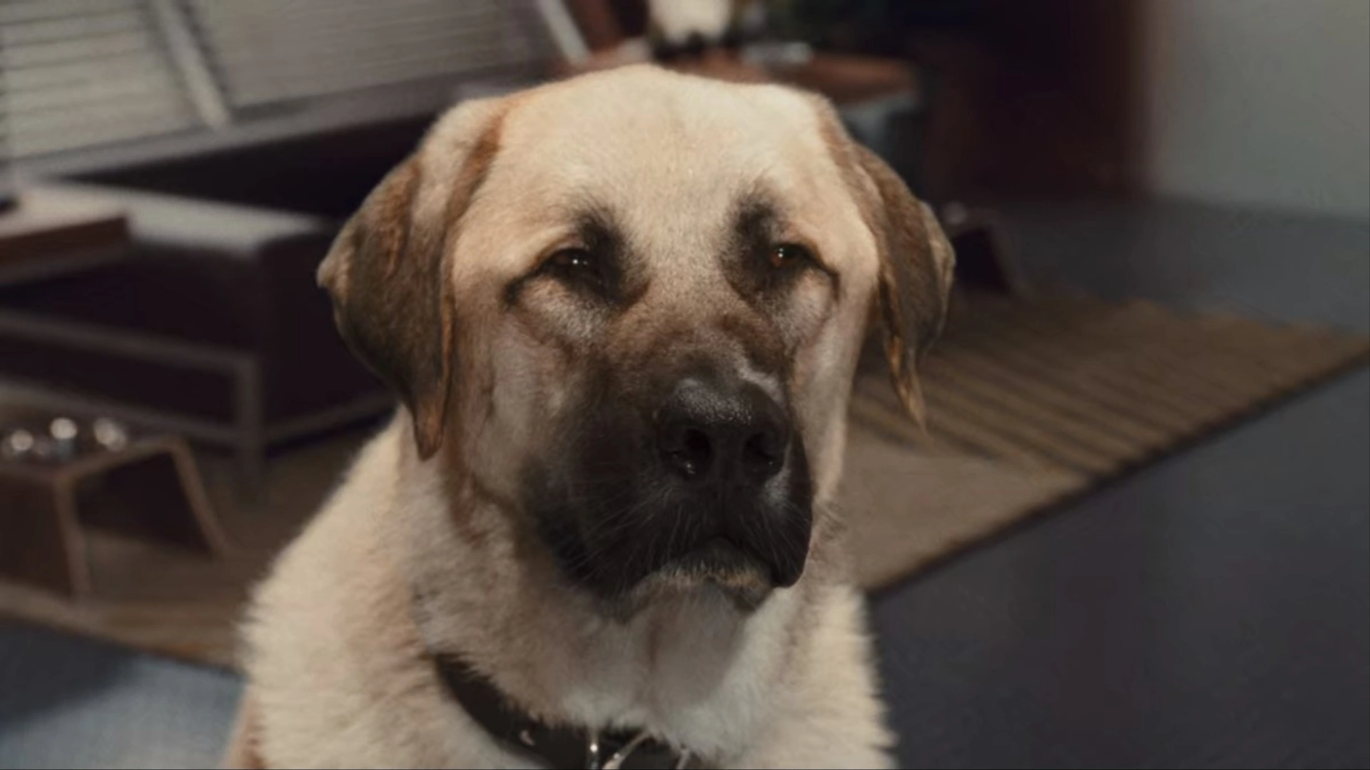 What Breed Is Butch From Cats And Dogs