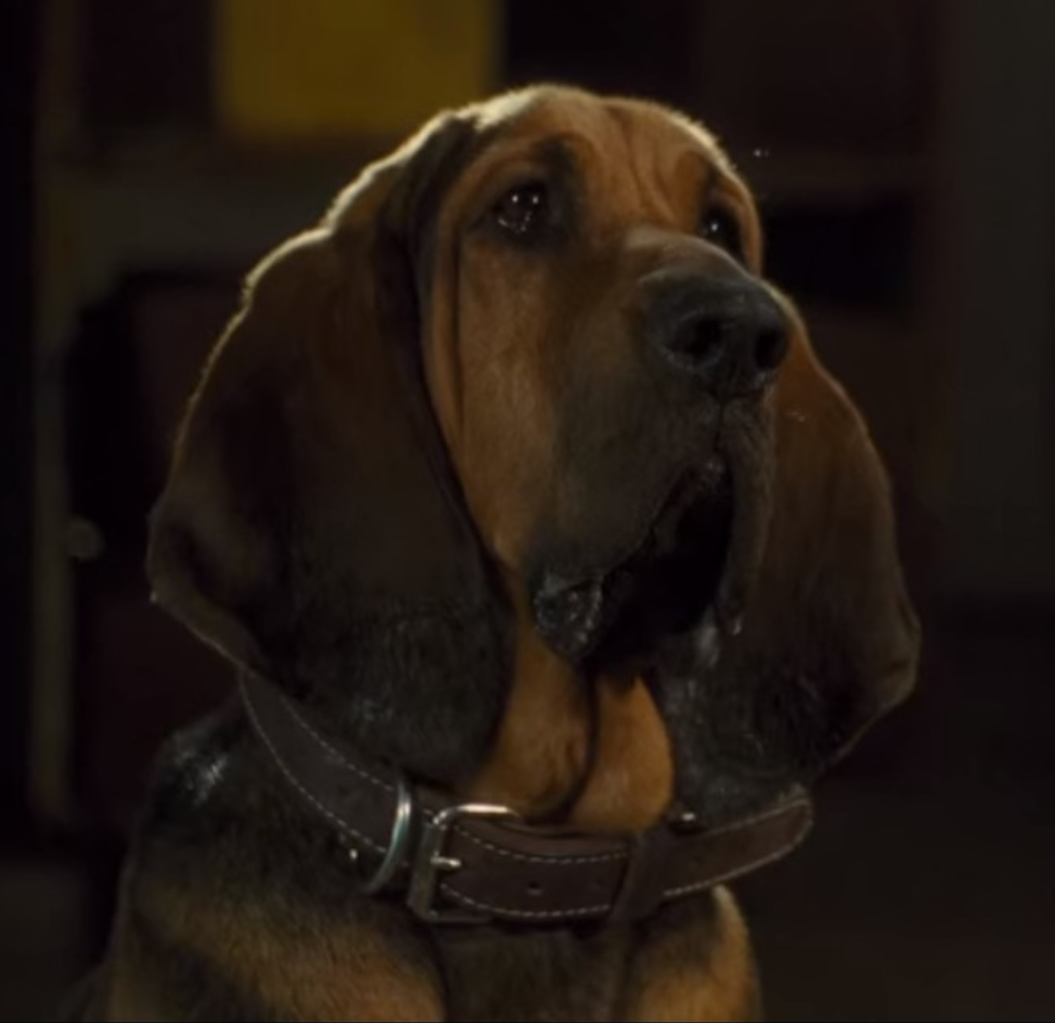 Rex | Cats and Dogs Wiki | Fandom