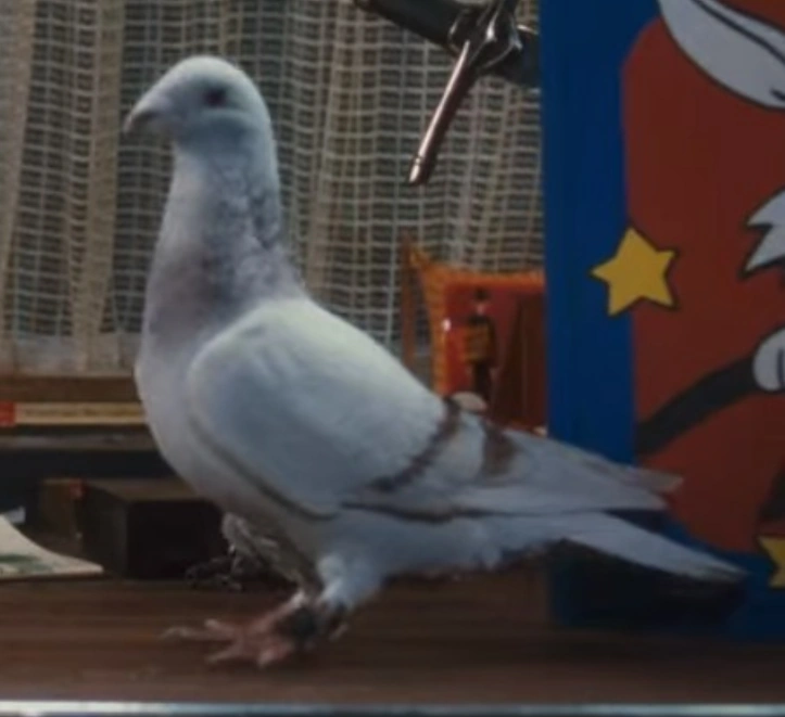 Rocky | Cats and Dogs Wiki | Fandom