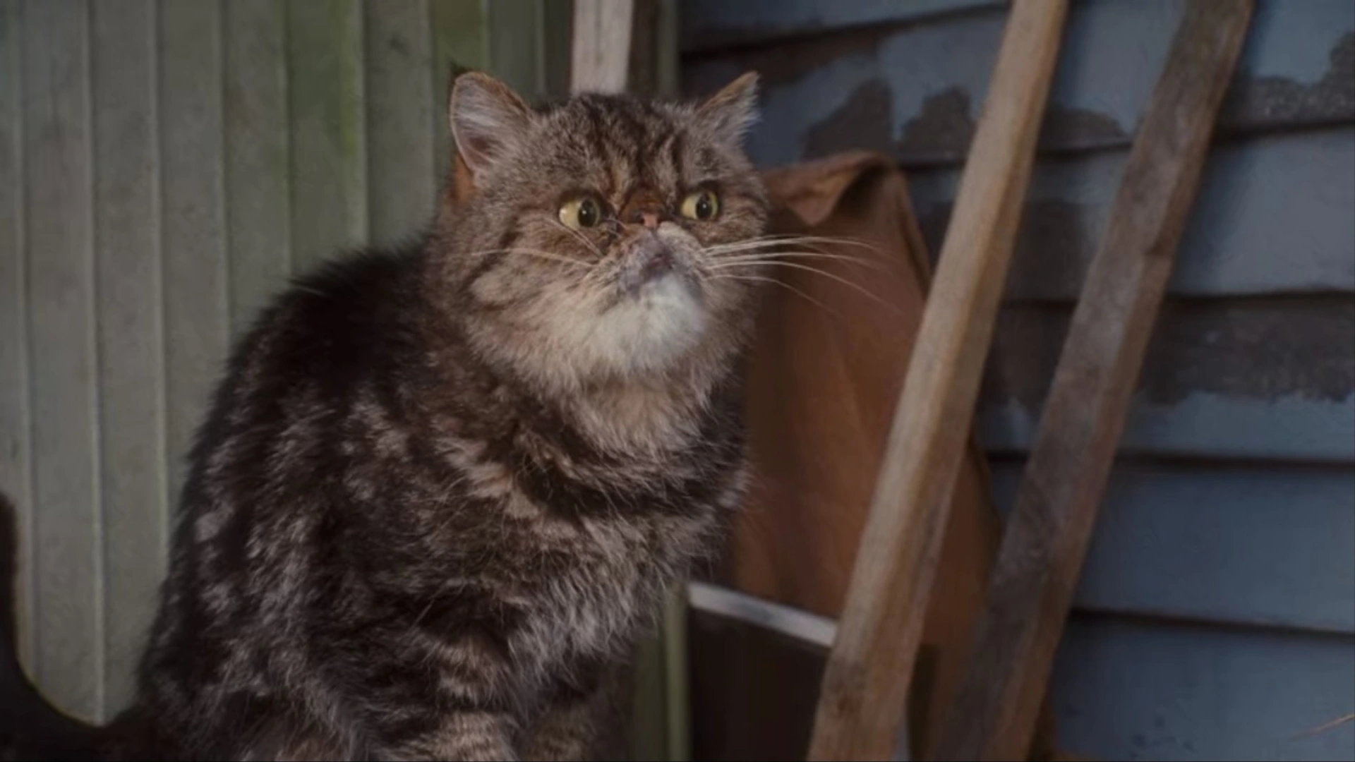 Are There Calico Dogs