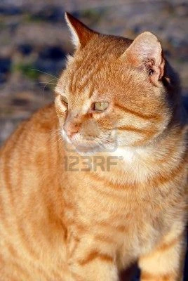 The Star | Cats Living In the Wild Wiki | Fandom