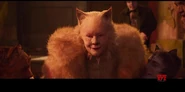 Judi Dench | 'Cats' Musical Wiki | Fandom