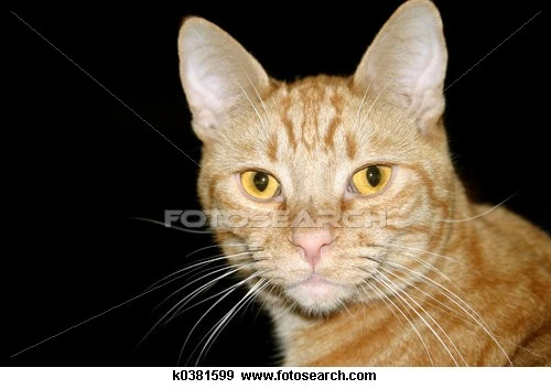 Curry | Cats of the Clans Wiki | Fandom