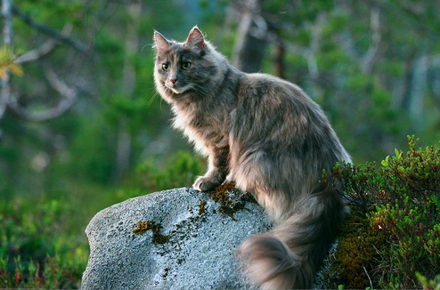 Kohane | Cats of the Clans Wiki | Fandom