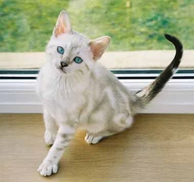 Whisper | Cats of the Clans Wiki | Fandom