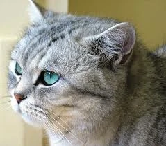 Clatter | Cats of the Clans Wiki | Fandom