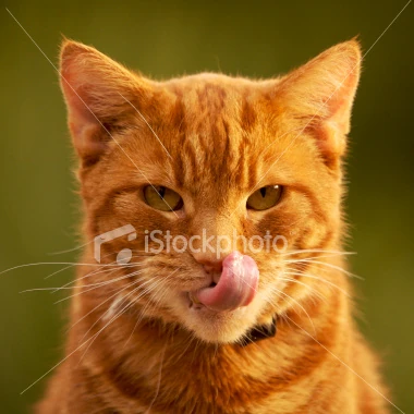 Thunder | Cats of the Clans Wiki | Fandom