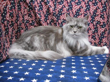 Lightningpaw (WC) | Cats of the Clans Wiki | Fandom