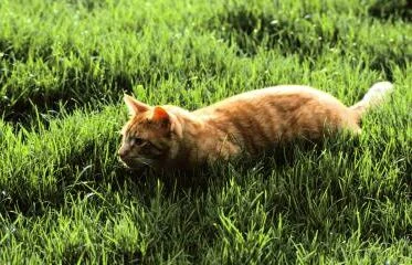 Fern | Cats of the Clans Wiki | Fandom