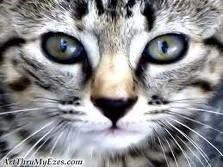 Jacklin | Cats of the Clans Wiki | Fandom