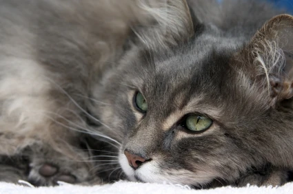 Ricky | Cats of the Clans Wiki | Fandom