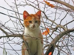 Legolas | Cats of the Clans Wiki | Fandom