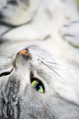 Shion | Cats of the Clans Wiki | Fandom