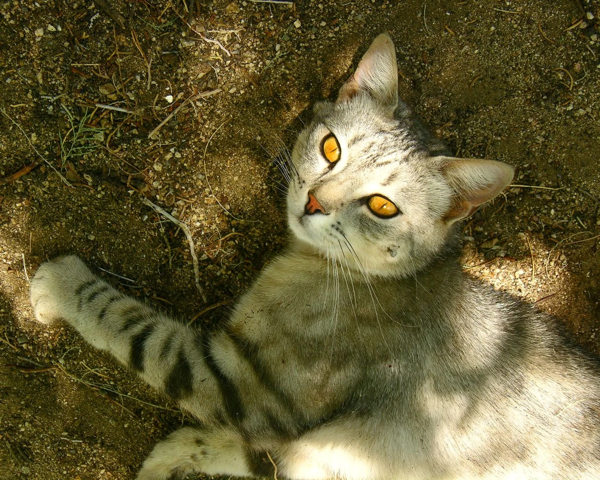 Umbali | Cats of the Clans Wiki | Fandom
