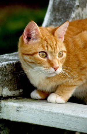 Firecracker | Cats of the Clans Wiki | Fandom