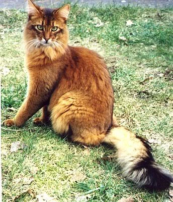 Crackle | Cats of the Clans Wiki | Fandom