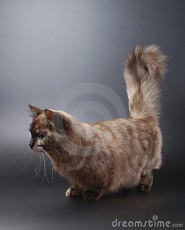 Rug | Cats of the Clans Wiki | Fandom