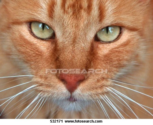 Acorn | Cats of the Clans Wiki | Fandom