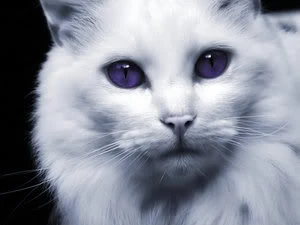 Purplekit | Cats of the Clans Wiki | Fandom