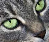 Sly | Cats of the Clans Wiki | Fandom