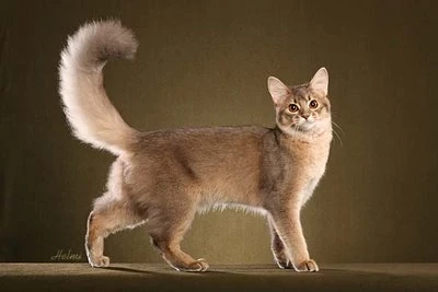 Dawnfire | Cats of the Clans Wiki | Fandom