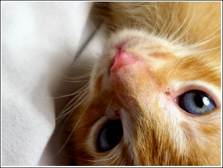 Lightningpaw (WC3) | Cats of the Clans Wiki | Fandom