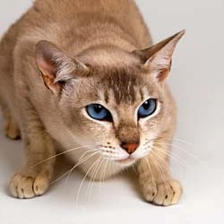 Twister | Cats of the Clans Wiki | Fandom